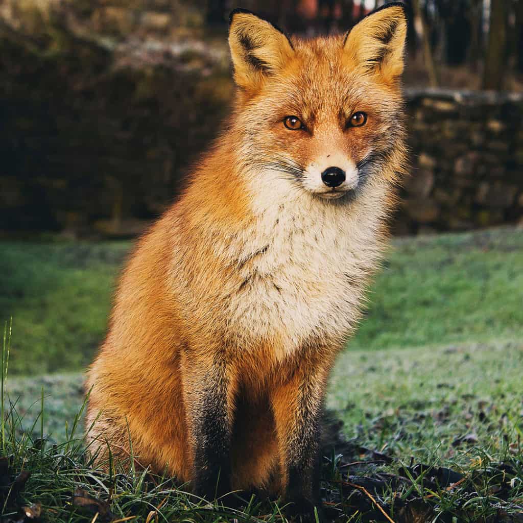 Brown Fox Stitch Color Palette - Makenstitch