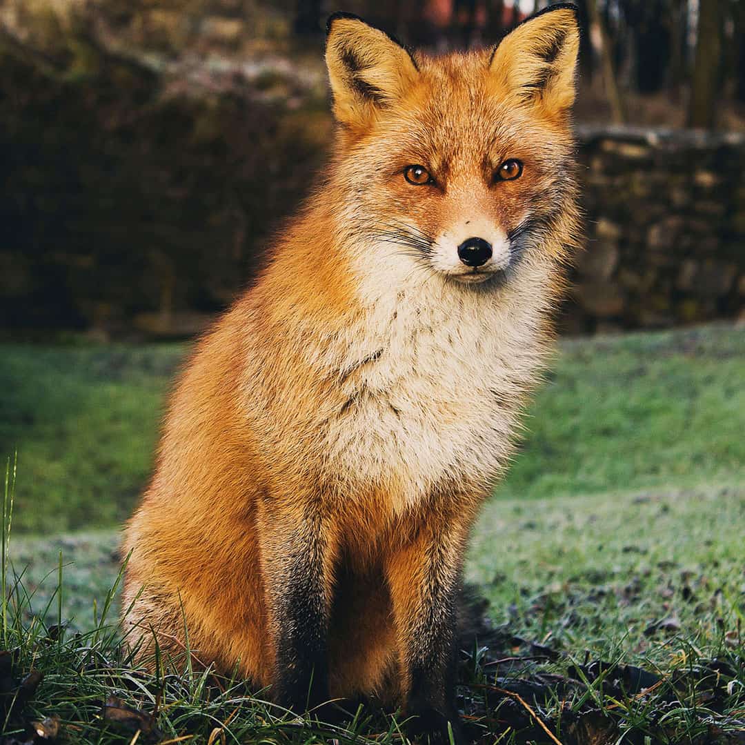 Brown Fox Stitch Color Palette - Makenstitch