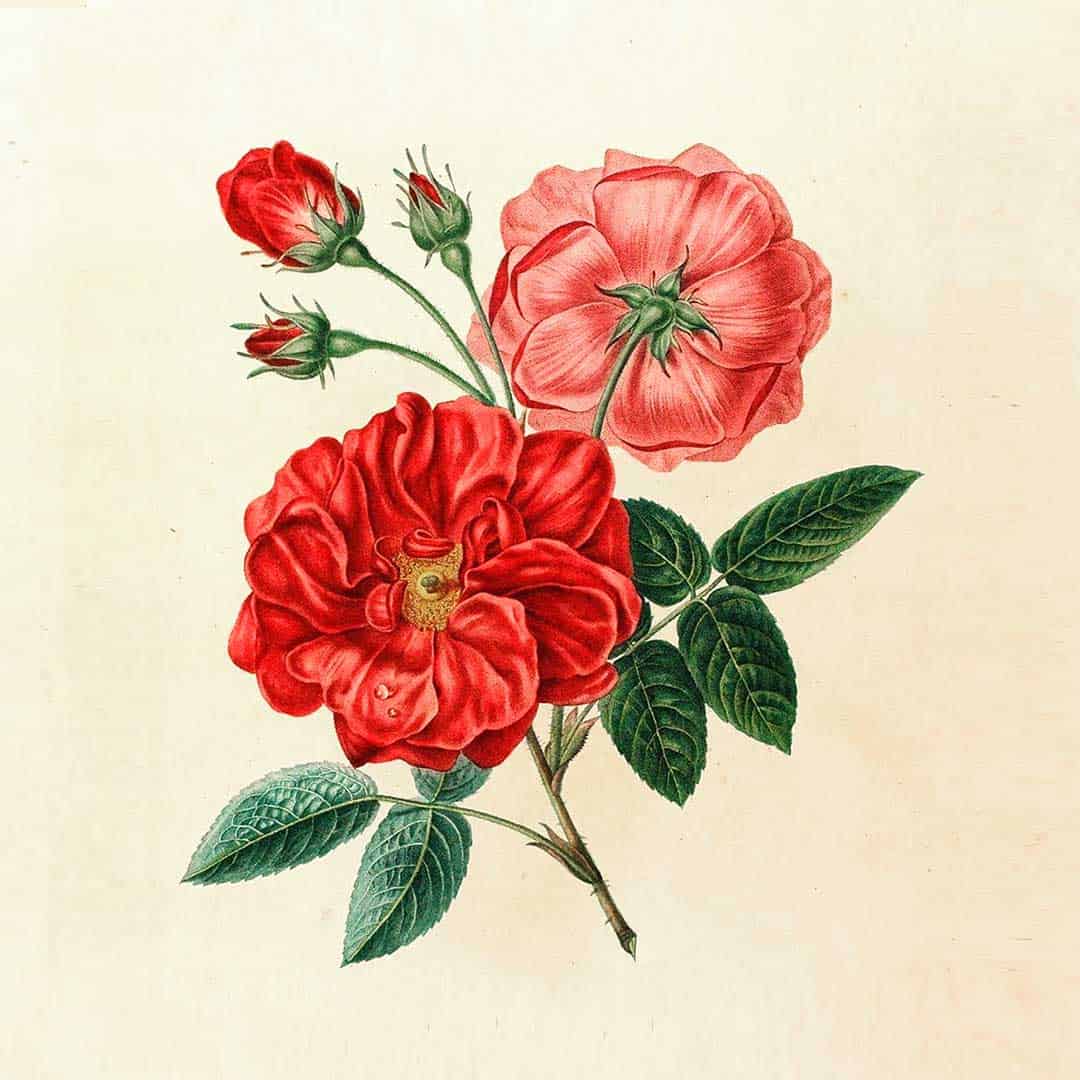 Roses Stitch Color Palette - Makenstitch